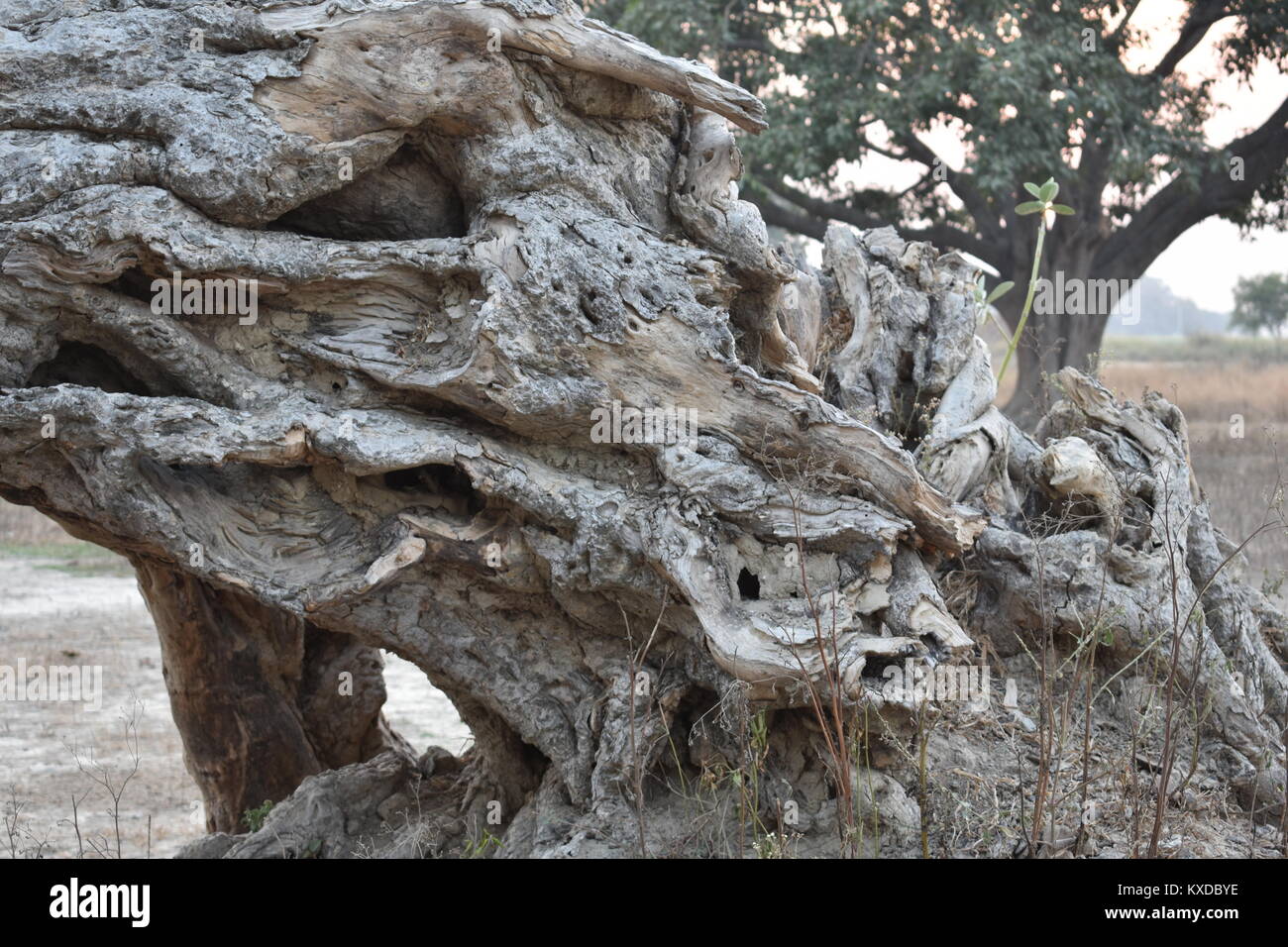 an ancient tree fallen in the ground Stock Photo - Alamy