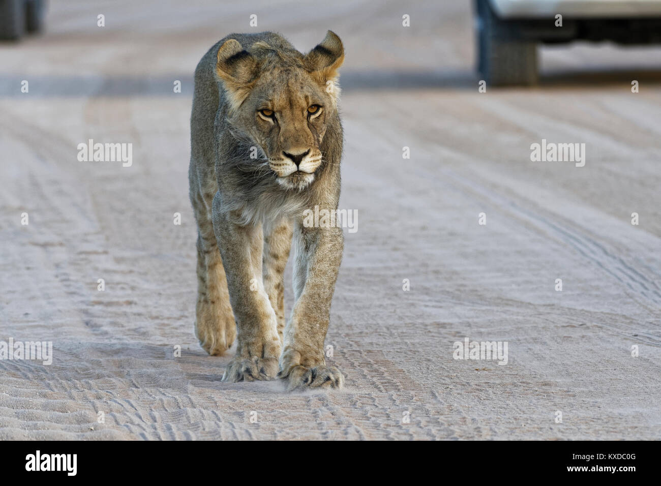 African male lion behind hi-res stock photography and images - Alamy