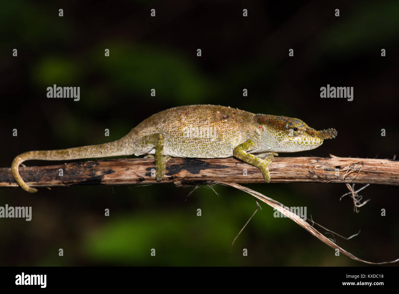 Chameleon (Calumma linotum), female, Amber Mountain National Park ...