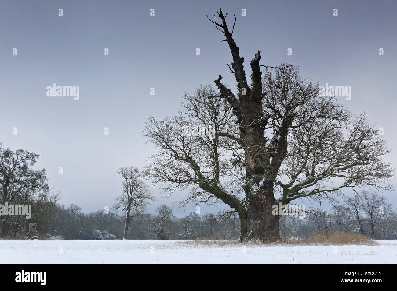 650 years old English oak (Quercus robur) in winter, solitaire tree ...