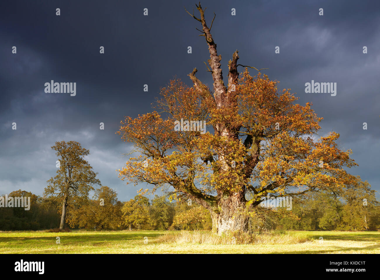 650 years old English oak (Quercus robur) in autumn, solitaire tree ...