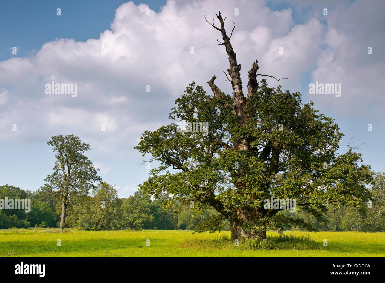 650 years old English oak (Quercus robur) in summer, solitaire tree ...