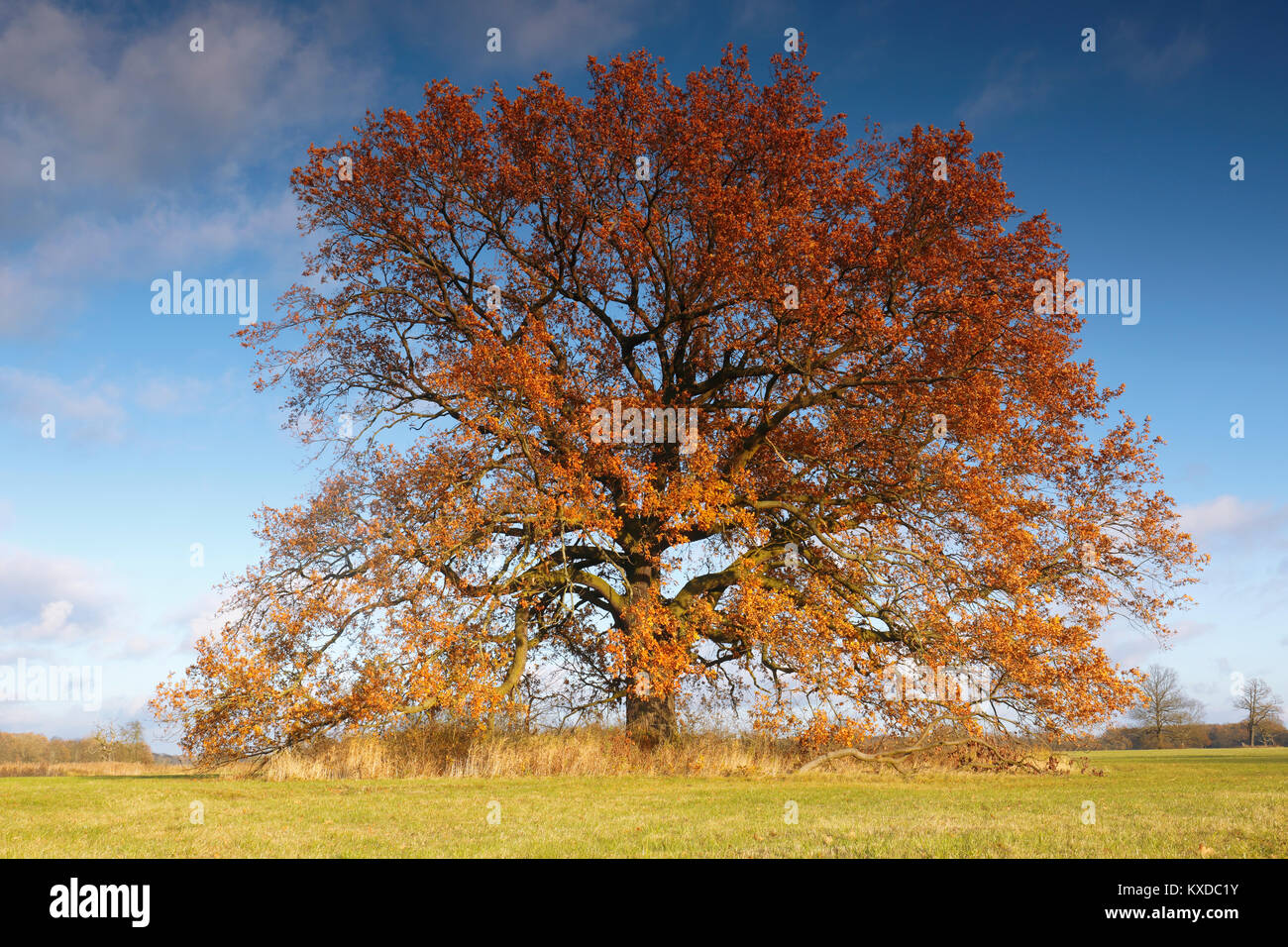 Floodplain meadow hi-res stock photography and images - Alamy