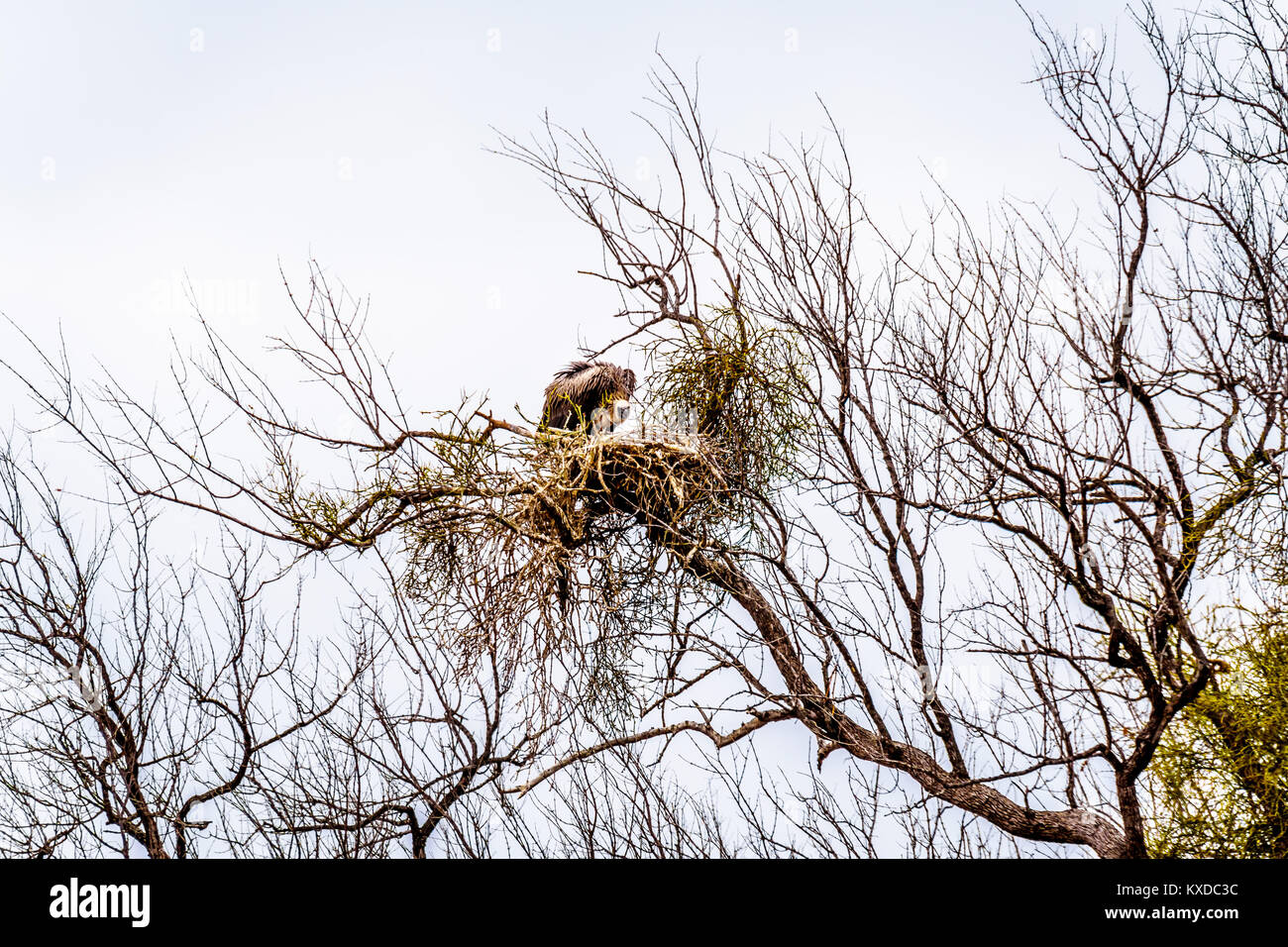 Vulture Nest High Resolution Stock Photography and Images - Alamy