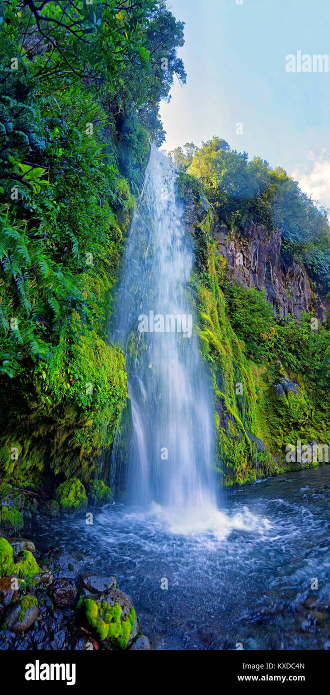 Dawson Falls waterfall in the middle of a tropical rainforest,Dawson ...