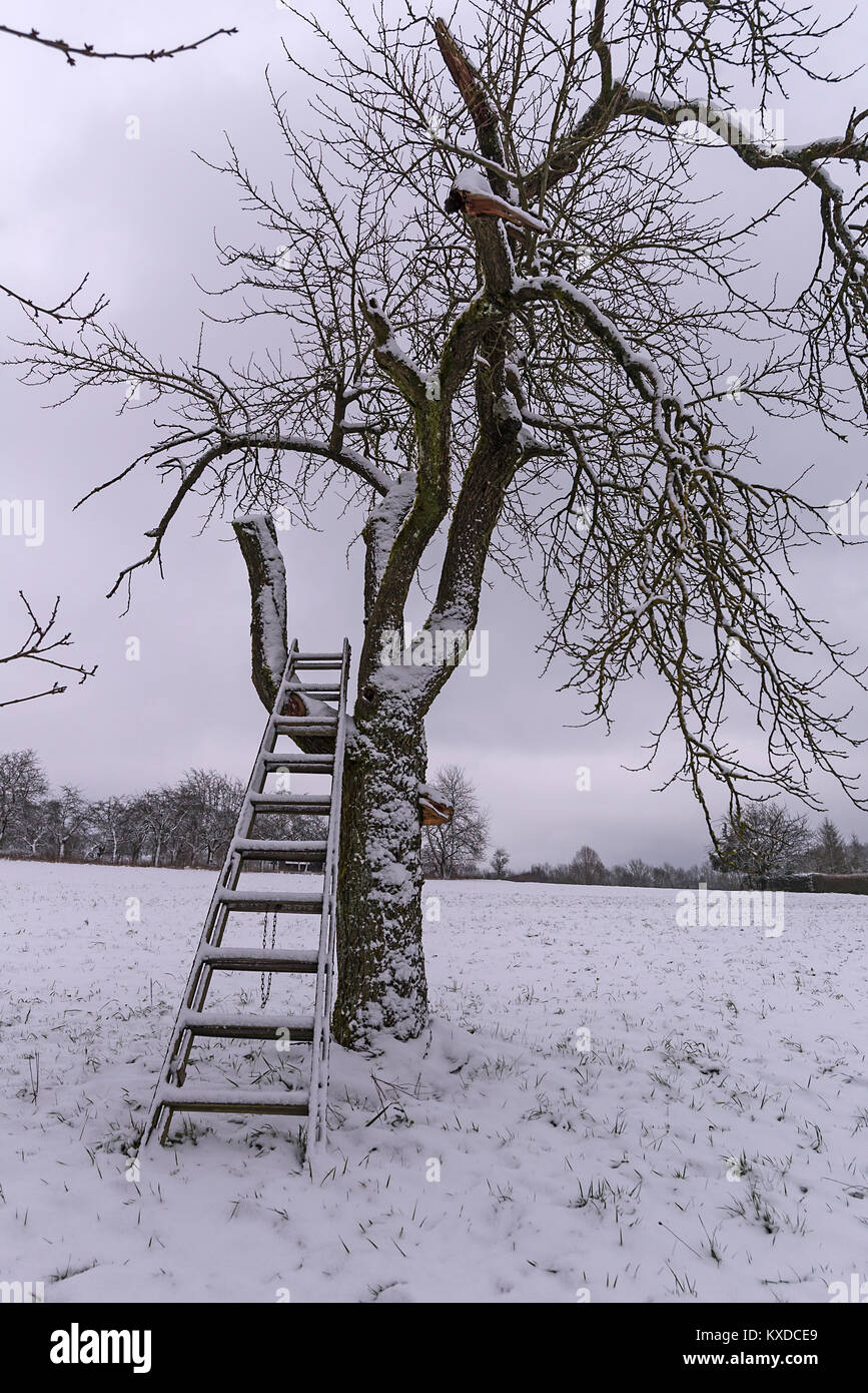 Cherry tree with ladder in winter,Franconia,Bavaria,Germany Stock Photo ...