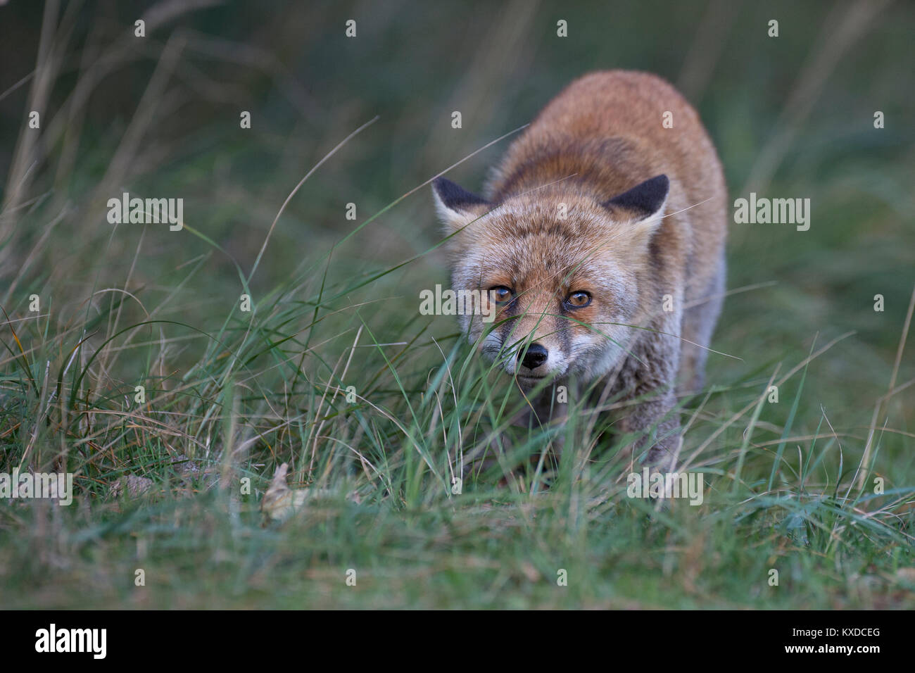 Red fox (Vulpes vulpes) on the stalk,North Holland,Netherlands Stock ...