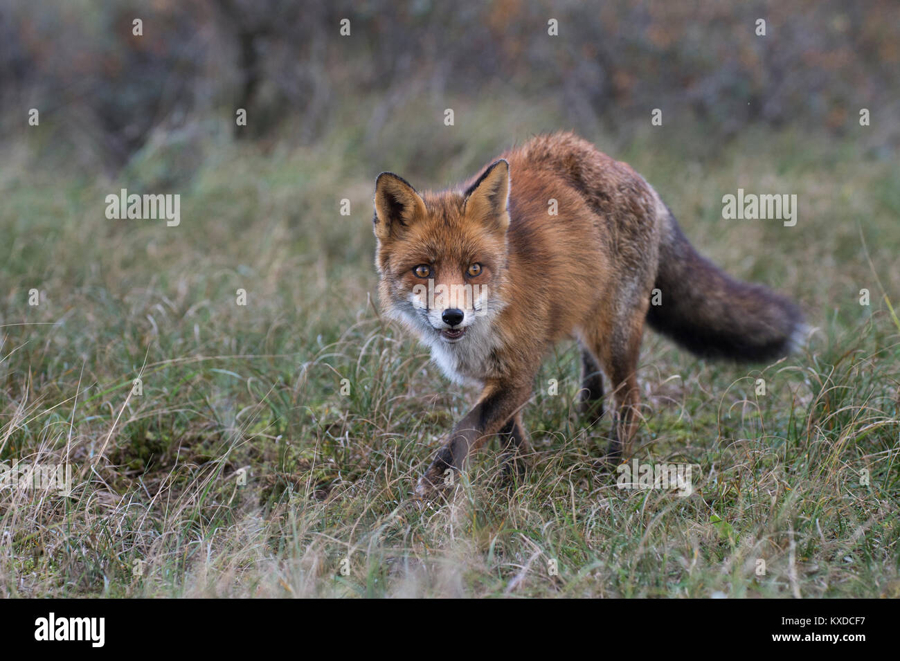 Holland wildlife hi-res stock photography and images - Alamy