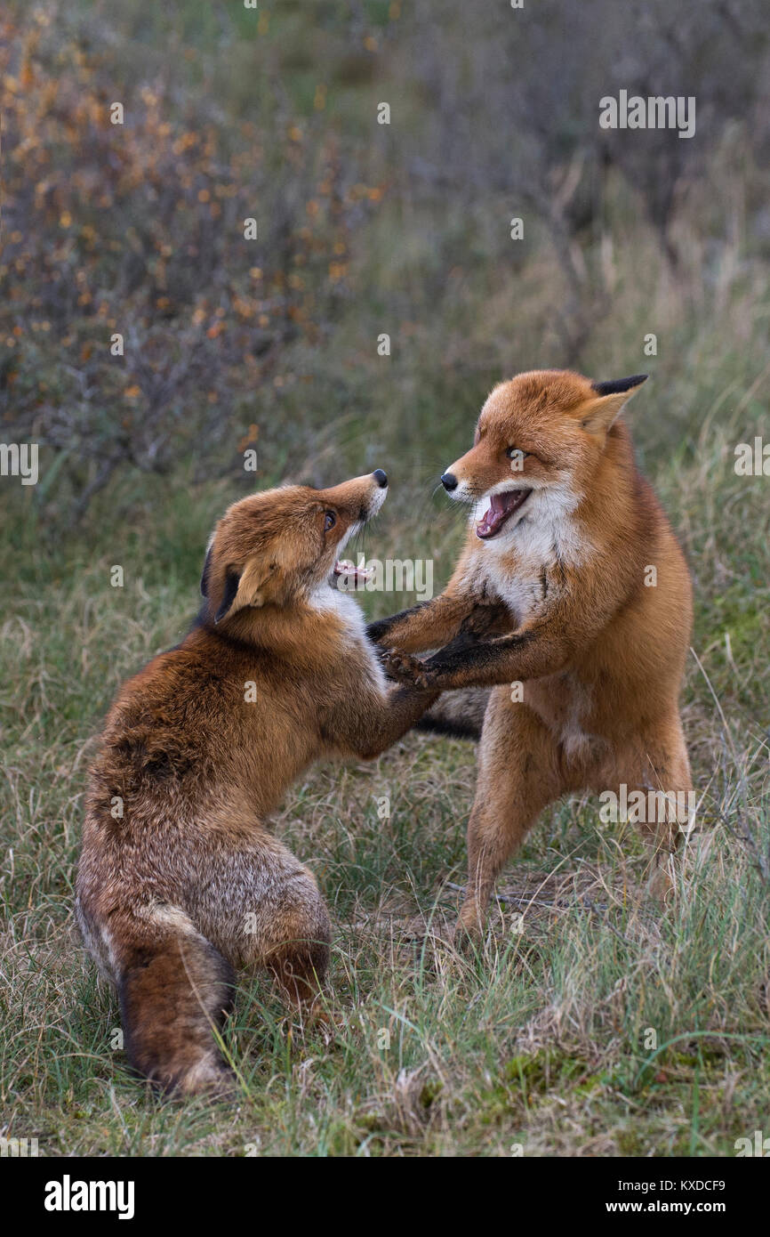 Two foxes fighting hi-res stock photography and images - Alamy