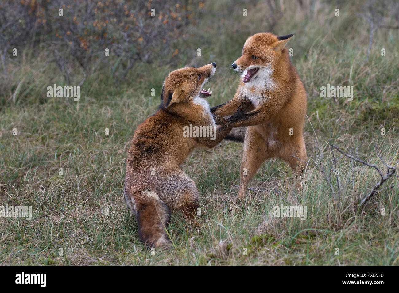 Two foxes fighting hi-res stock photography and images - Alamy