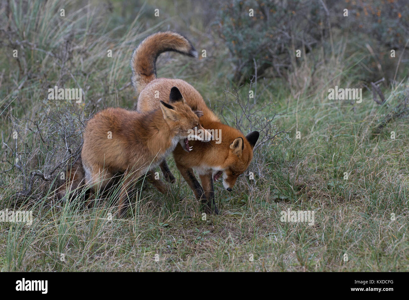 Two foxes fighting hi-res stock photography and images - Alamy