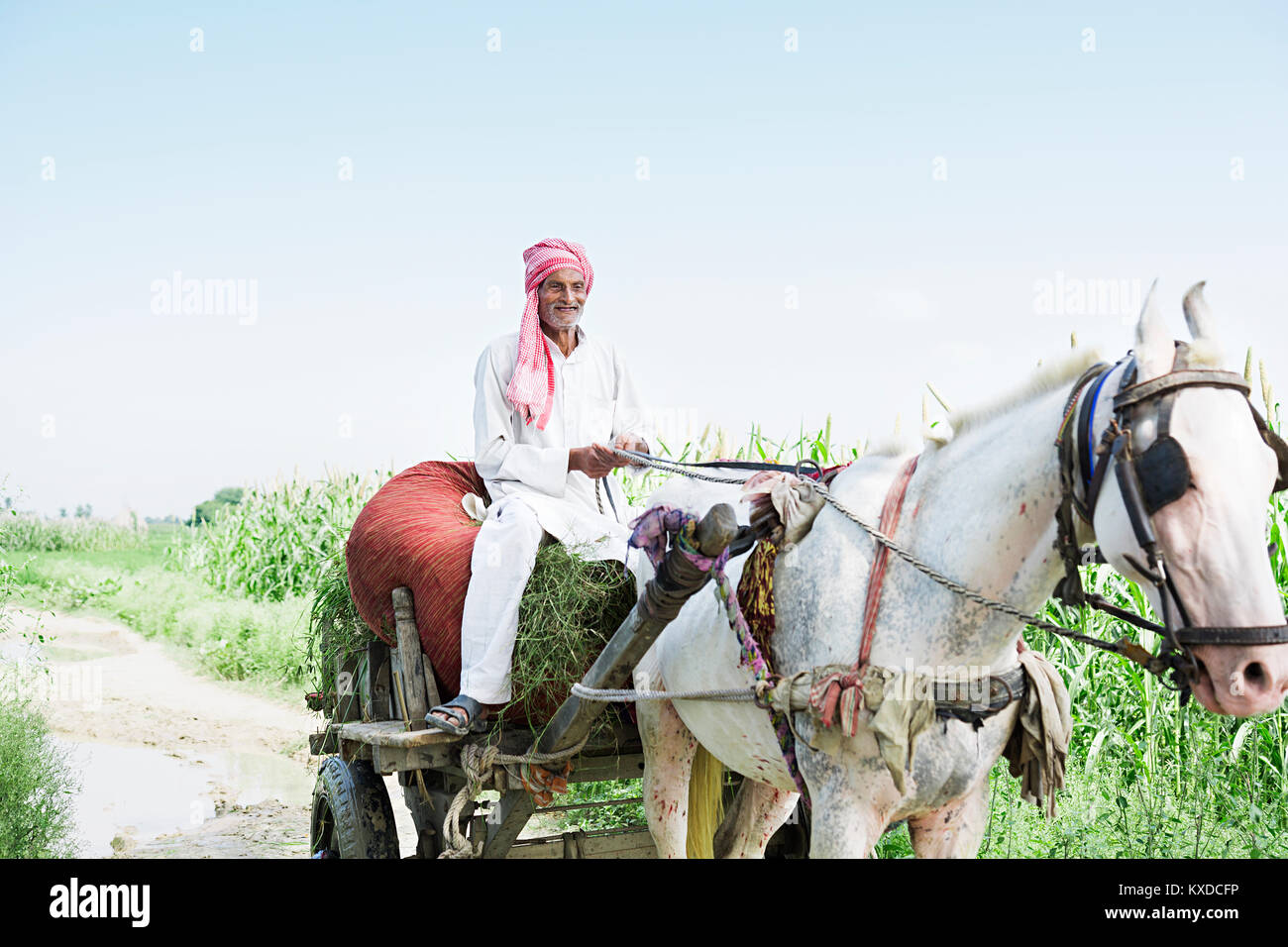 Indian horse and cart hi-res stock photography and images - Alamy