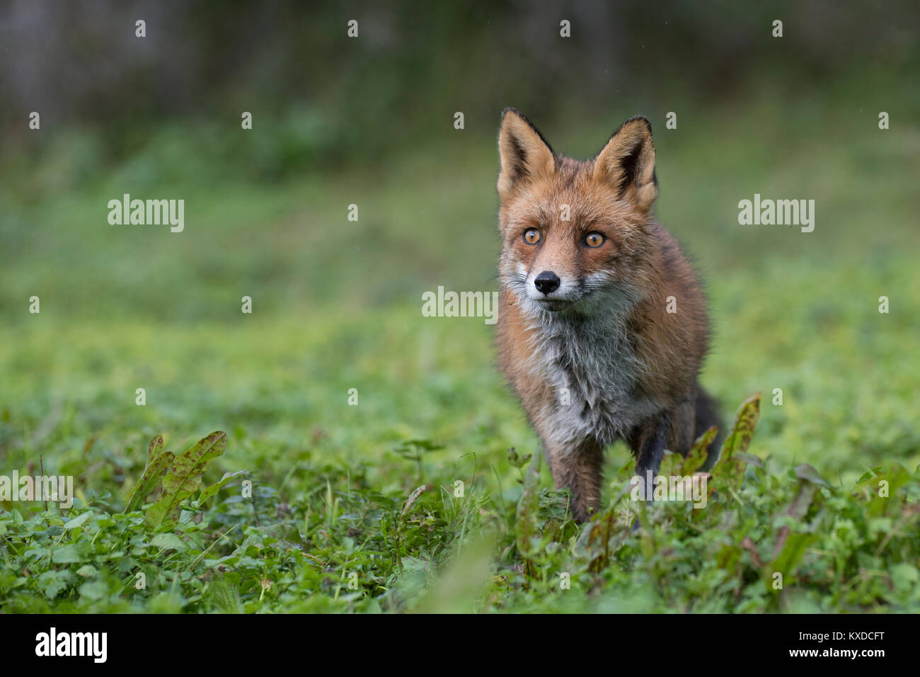 Red fox (Vulpes vulpes),on the stalk,Netherlands,North Holland ...