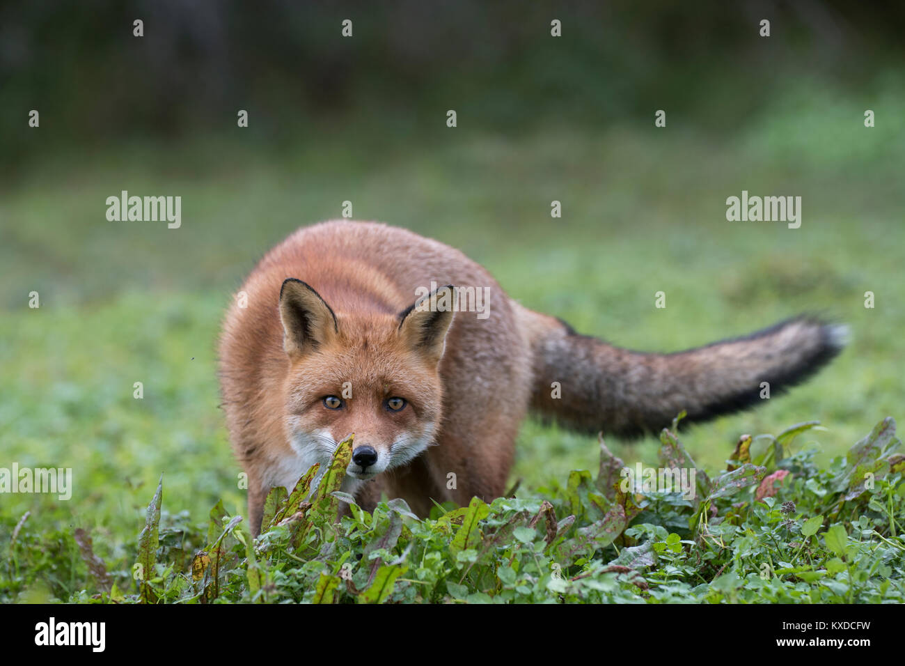 Red fox (Vulpes vulpes),on the stalk,Netherlands,North Holland ...