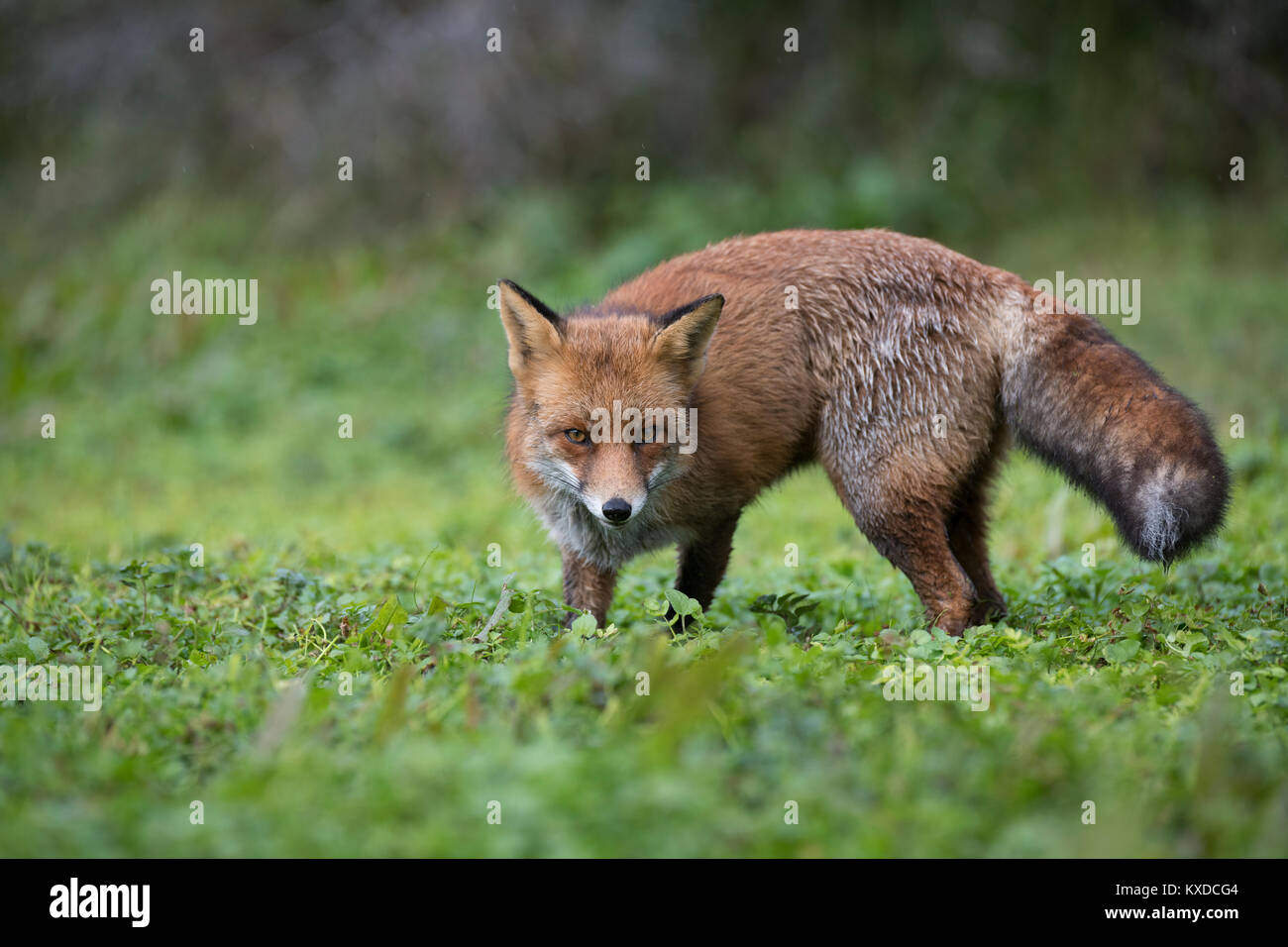 Red fox (Vulpes vulpes),on the stalk,Netherlands,North Holland ...