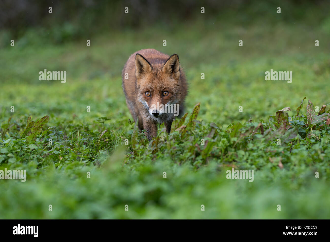 Red fox (Vulpes vulpes),on the stalk,Netherlands,North Holland ...