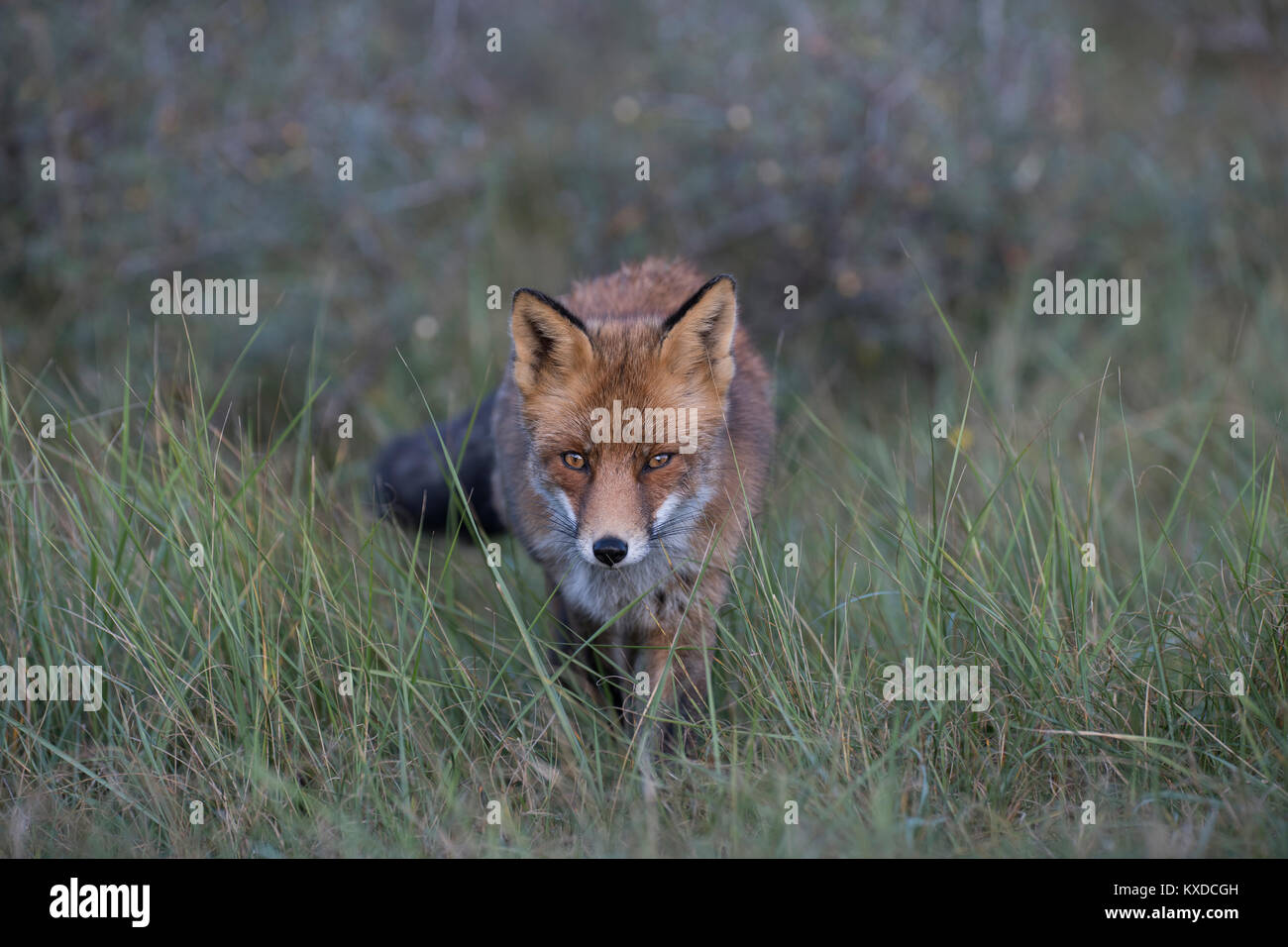 Red fox (Vulpes vulpes),on the stalk,Netherlands,North Holland ...