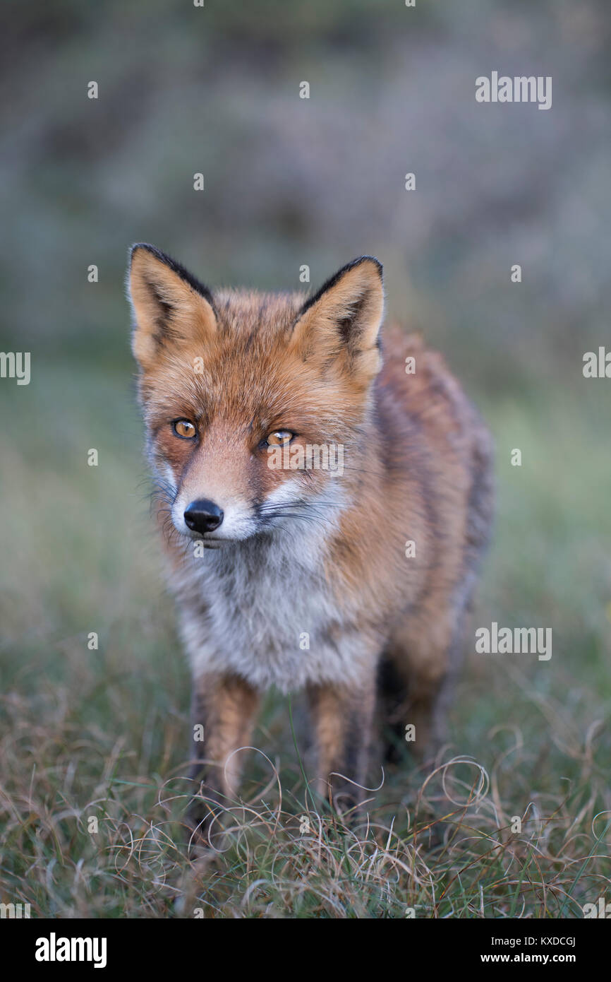 Red fox (Vulpes vulpes),Netherlands,North Holland,Amsterdam Stock Photo ...