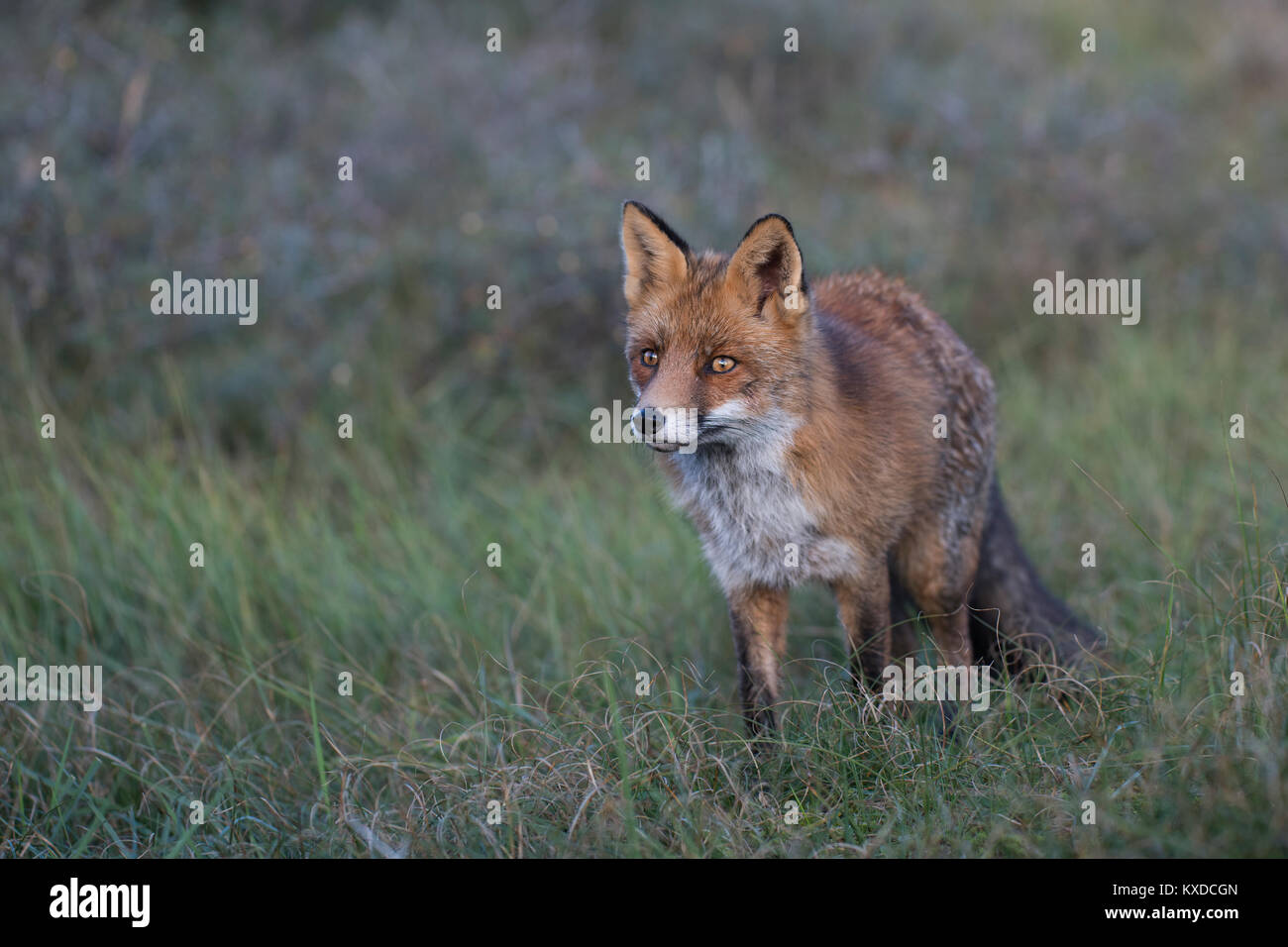 Red fox (Vulpes vulpes),on the stalk,Netherlands,North Holland ...