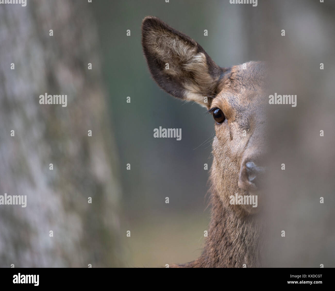 Red deer (Cervus elaphus),female,adult animal hides behind tree ...