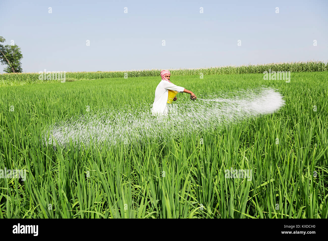 1 Indian Rural Farmer Man Giving Chemical Fertilizer Rice Farm Stock ...