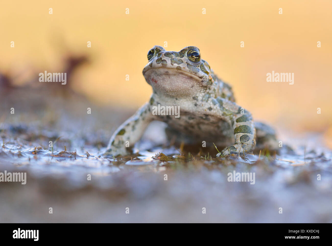 Common Toad (Bufo viridis) in the mud,Saxony-Anhalt,Germany Stock Photo ...