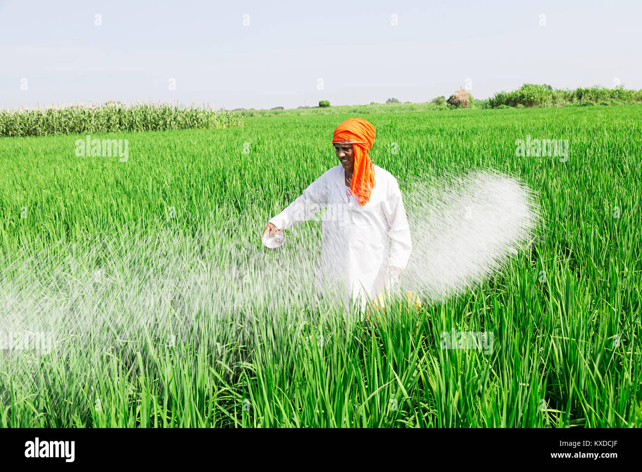 1 Indian Rural Farmer Man Throw Seed Pesticide Plants Field Stock Photo ...