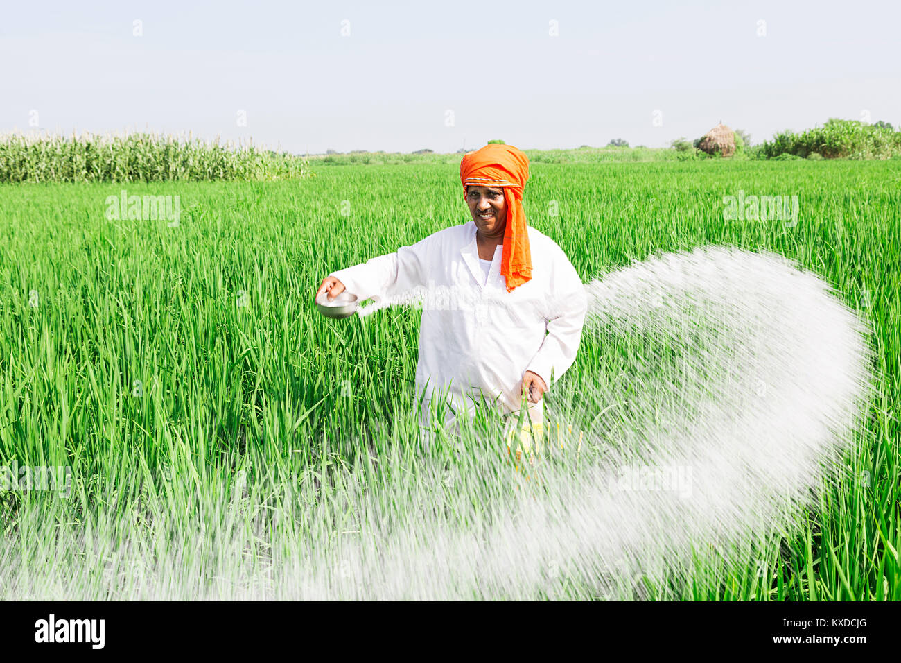 1 Indian Rural farmer working rice farm applying fertilizer Plant Stock ...
