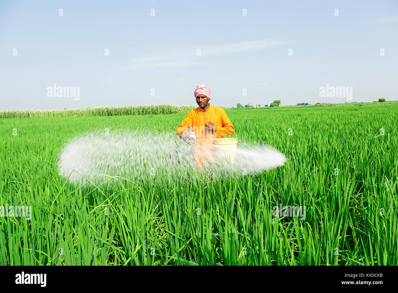 1 Indian Rural Farmer Labour Throwing fertilizer Planted rice Field ...