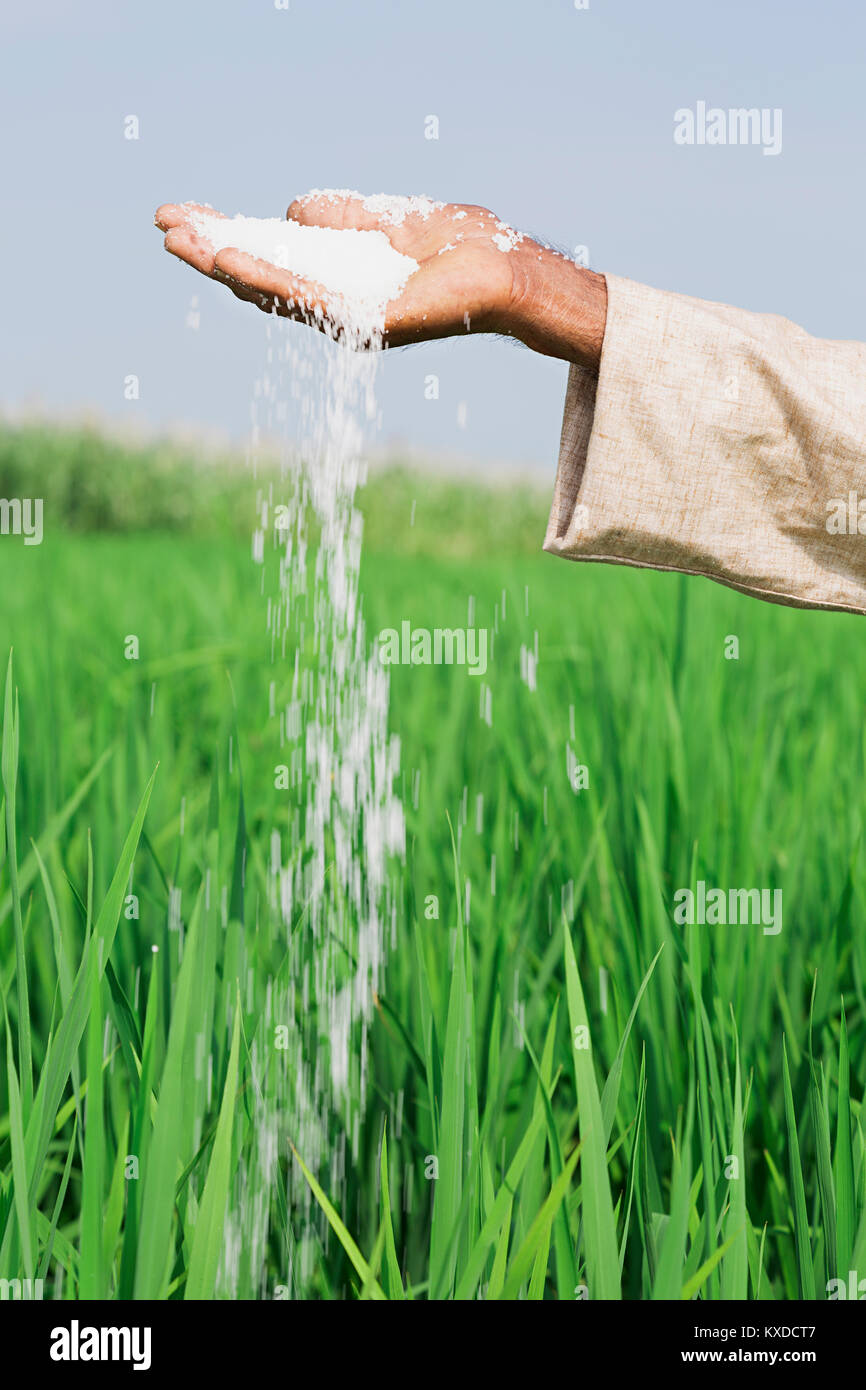 1 Indian Rural farmer working rice Plant field applying fertilizer ...