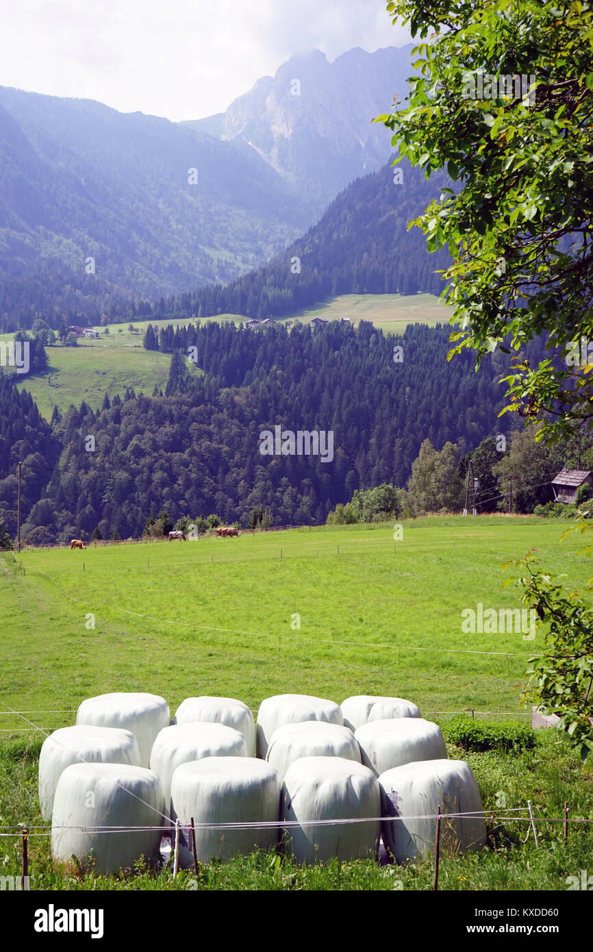 Hay rolls in field forest hi-res stock photography and images - Alamy