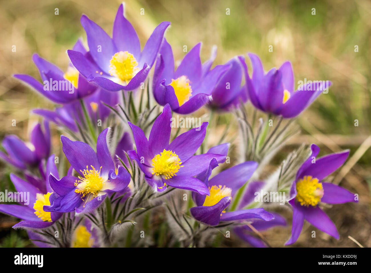 Backache garden hi-res stock photography and images - Alamy