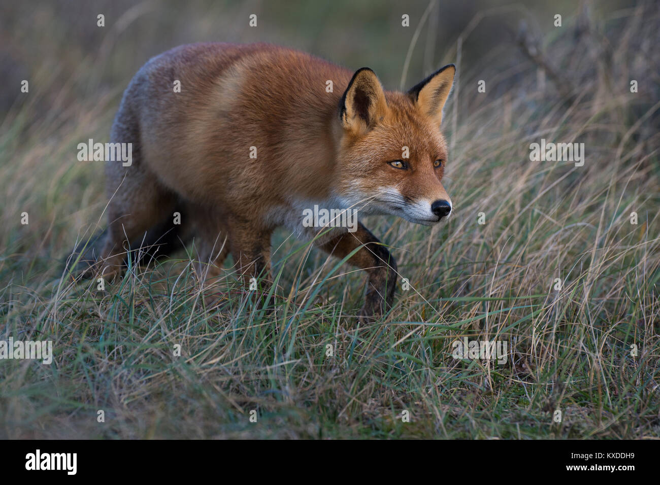 Red fox (Vulpes vulpes),on the stalk,Nordholland,Netherlands Stock ...