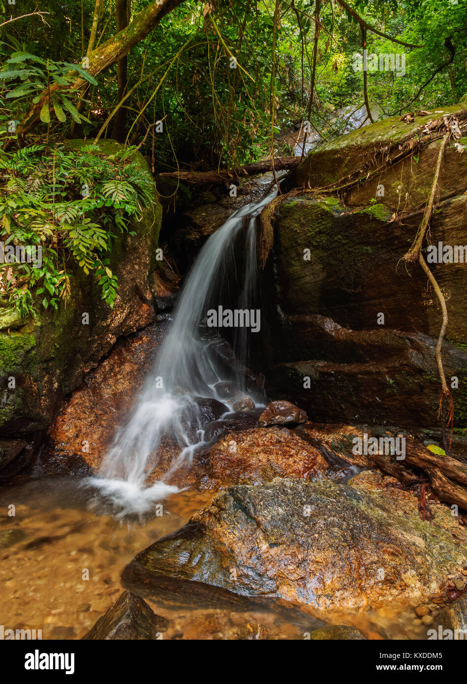 Rio brazil tijuca national park hi-res stock photography and images - Alamy