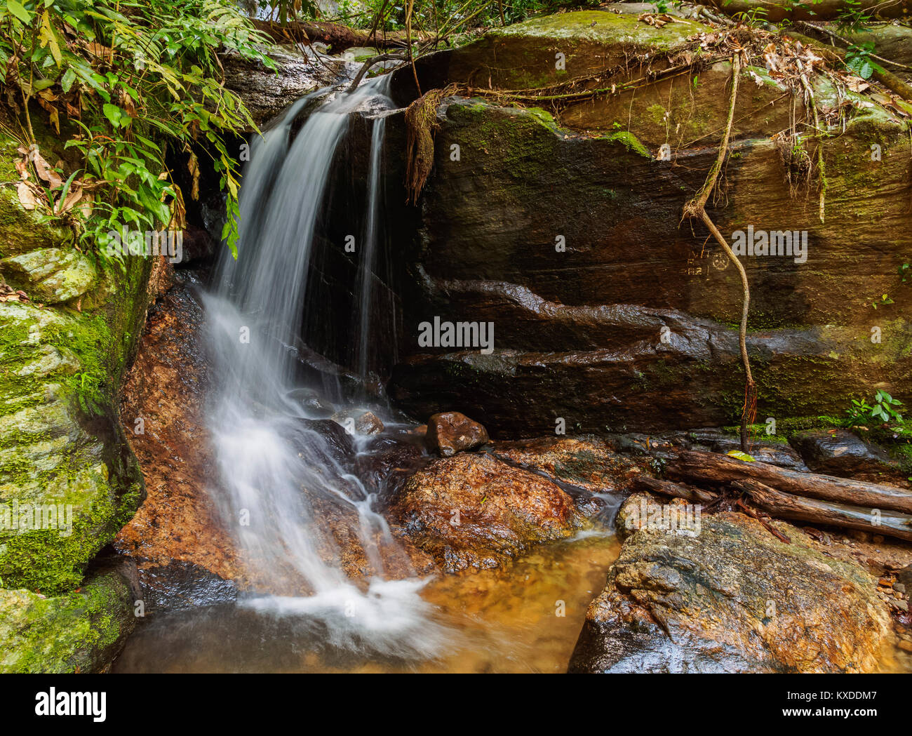 Tijuca national park brazil hi-res stock photography and images - Alamy