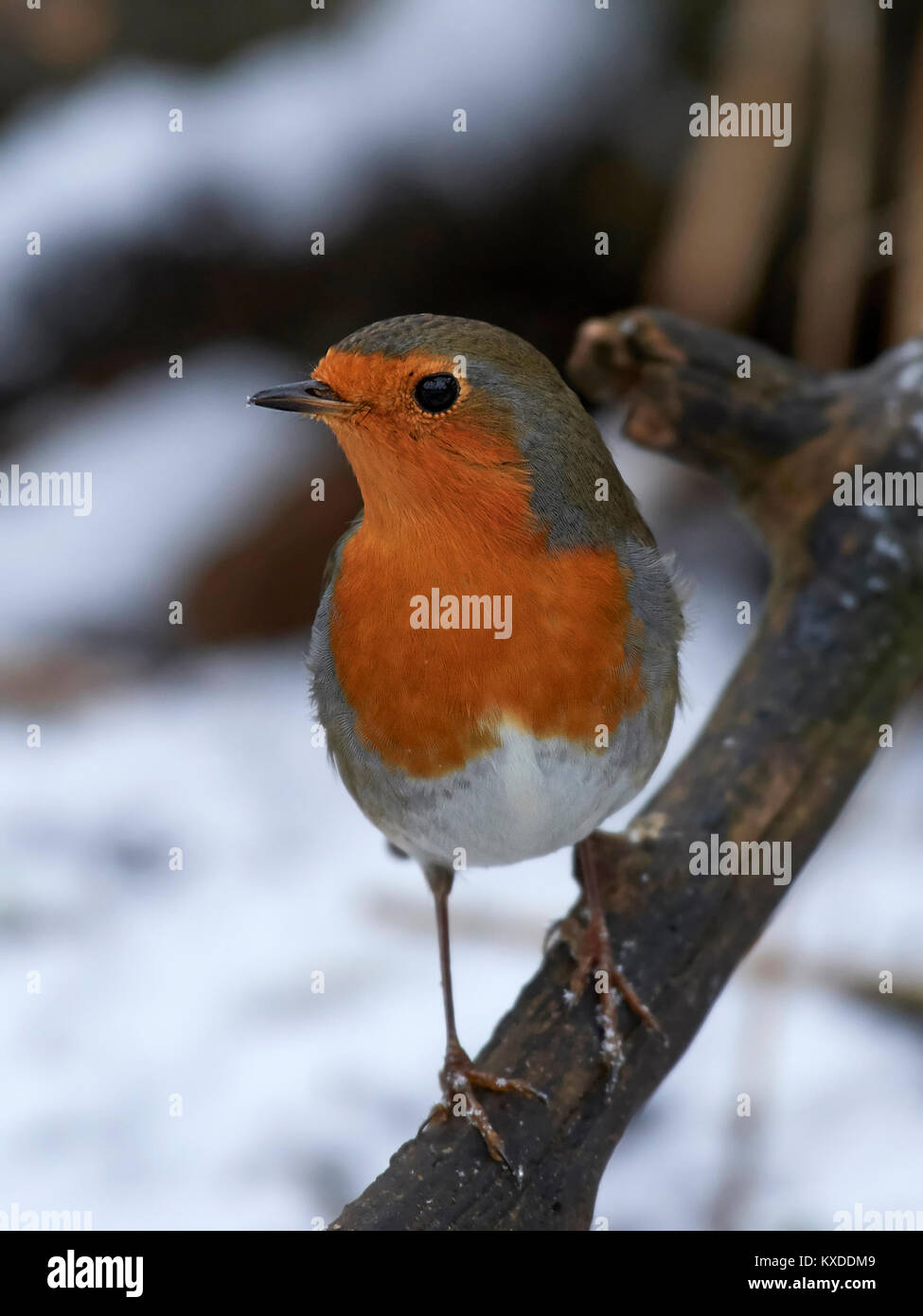 European robin in its natural habitat Stock Photo - Alamy