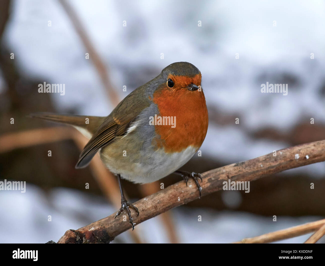 European robin in its natural habitat Stock Photo - Alamy