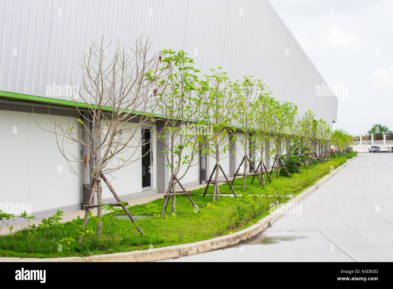 The tree drying in garden on summer Stock Photo - Alamy