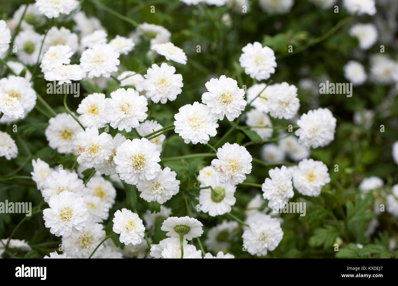Tanacetum parthenium flowers Stock Photo - Alamy