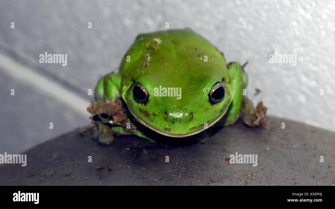 Green tree frog Stock Photo - Alamy