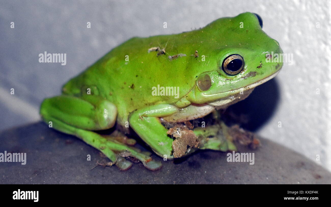 Large tree frog hi-res stock photography and images - Alamy
