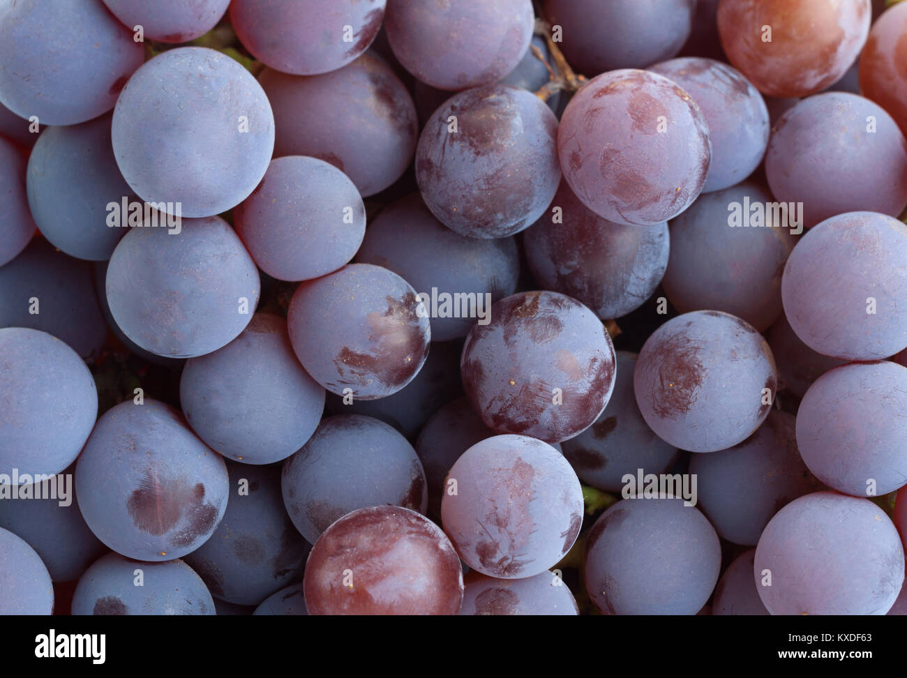 Canadian Lydia grapes closeup background Stock Photo - Alamy