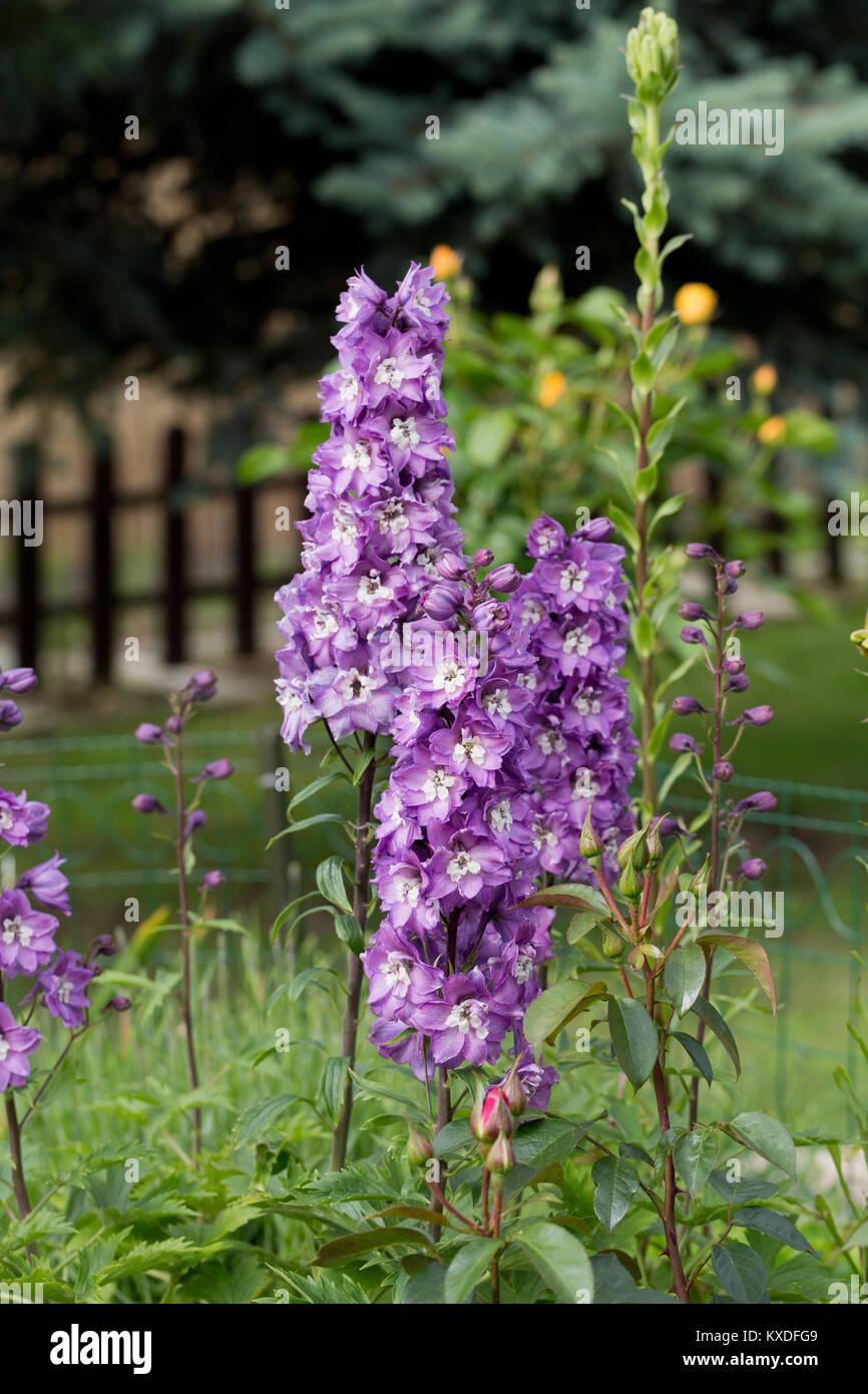 Purple Delphinium Flower in Garden Stock Photo - Alamy