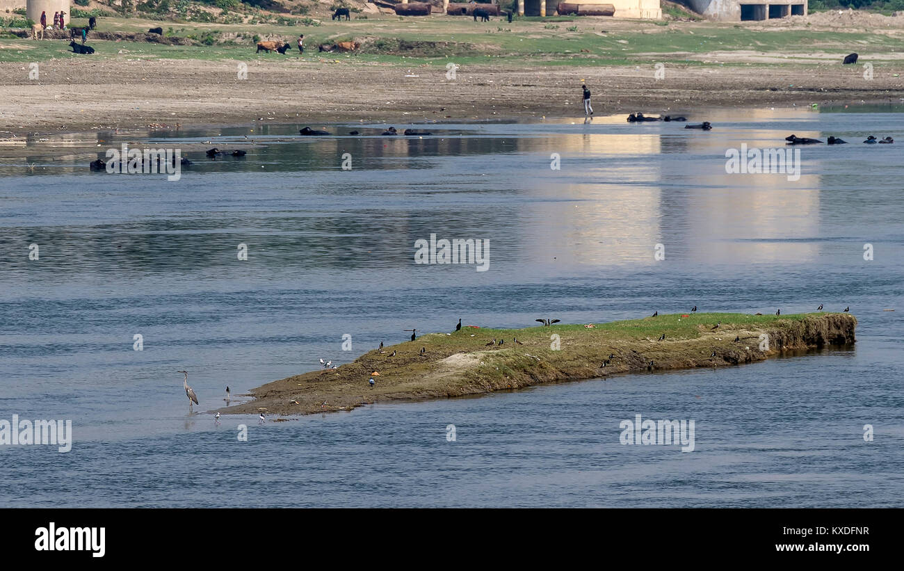 India scenic yamuna river buffalo hi-res stock photography and images ...