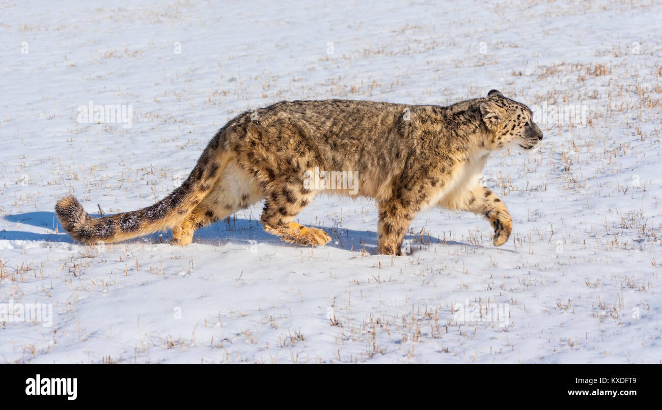 Snow leopard (Panthera uncia Stock Photo - Alamy