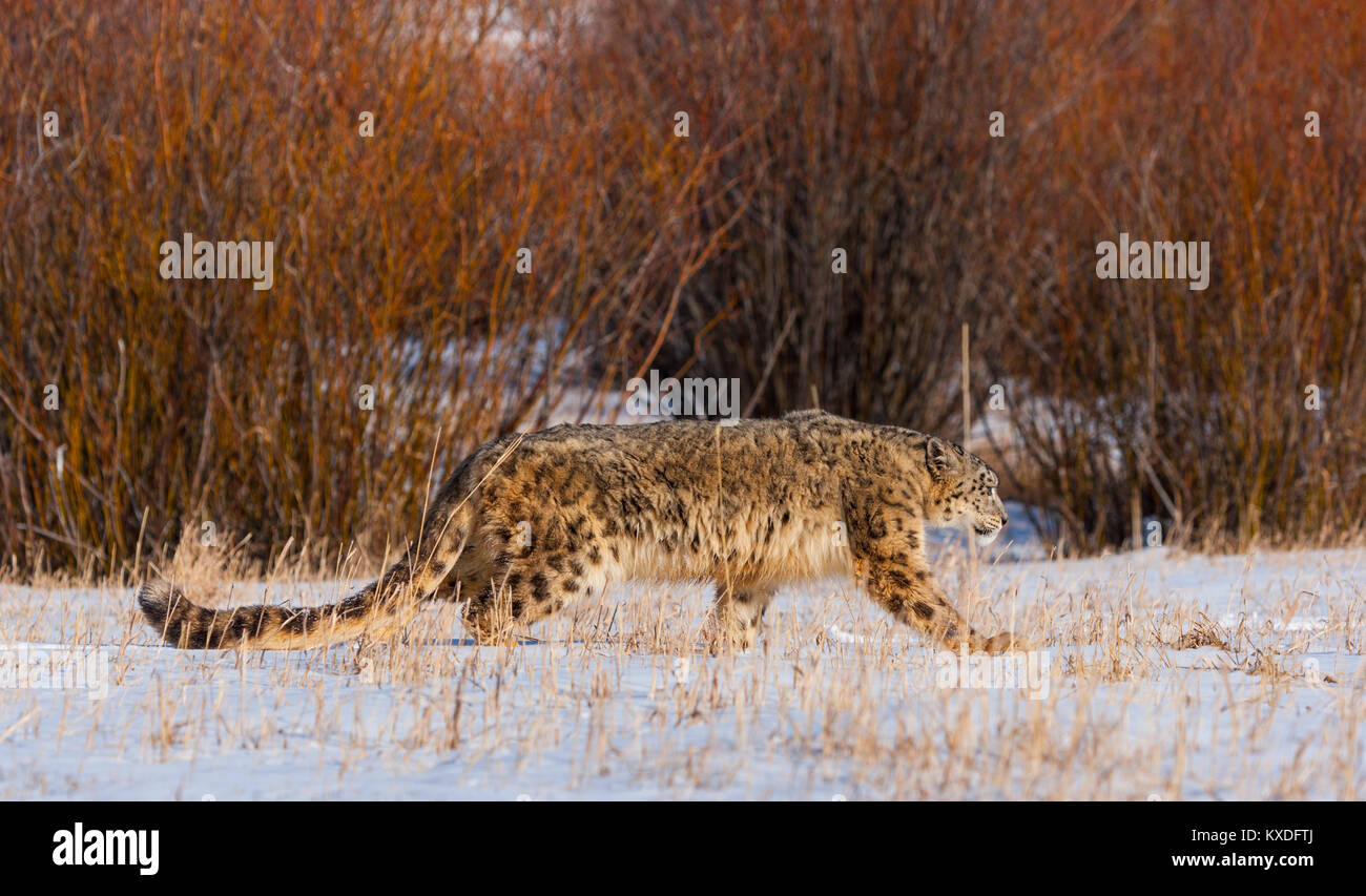 Snow leopard (Panthera uncia Stock Photo - Alamy