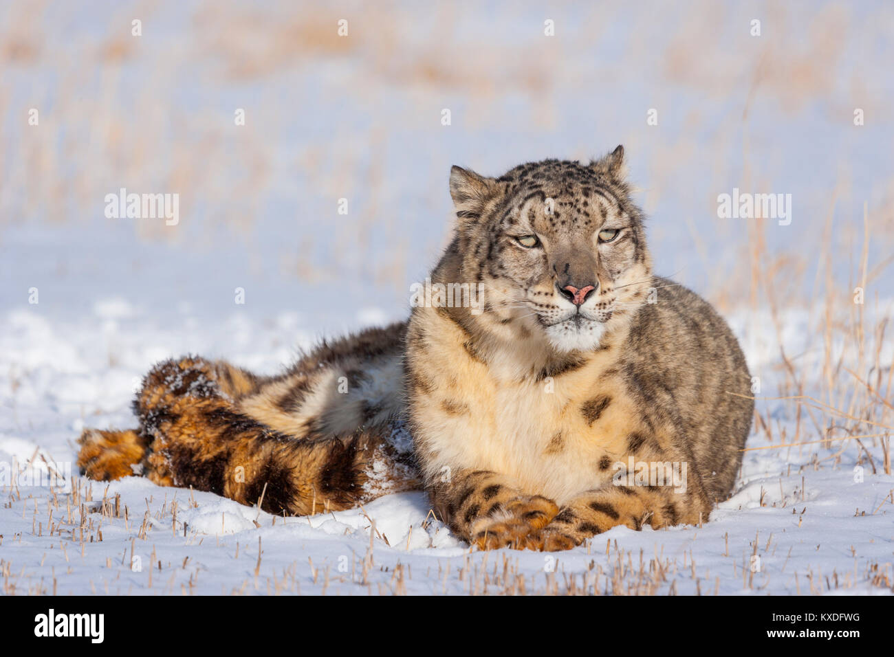 Snow leopard (Panthera uncia Stock Photo - Alamy