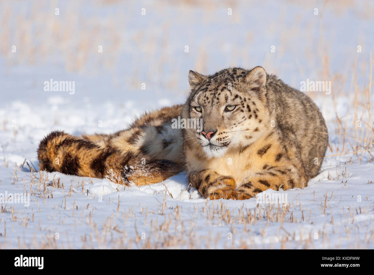 Snow leopard (Panthera uncia Stock Photo - Alamy