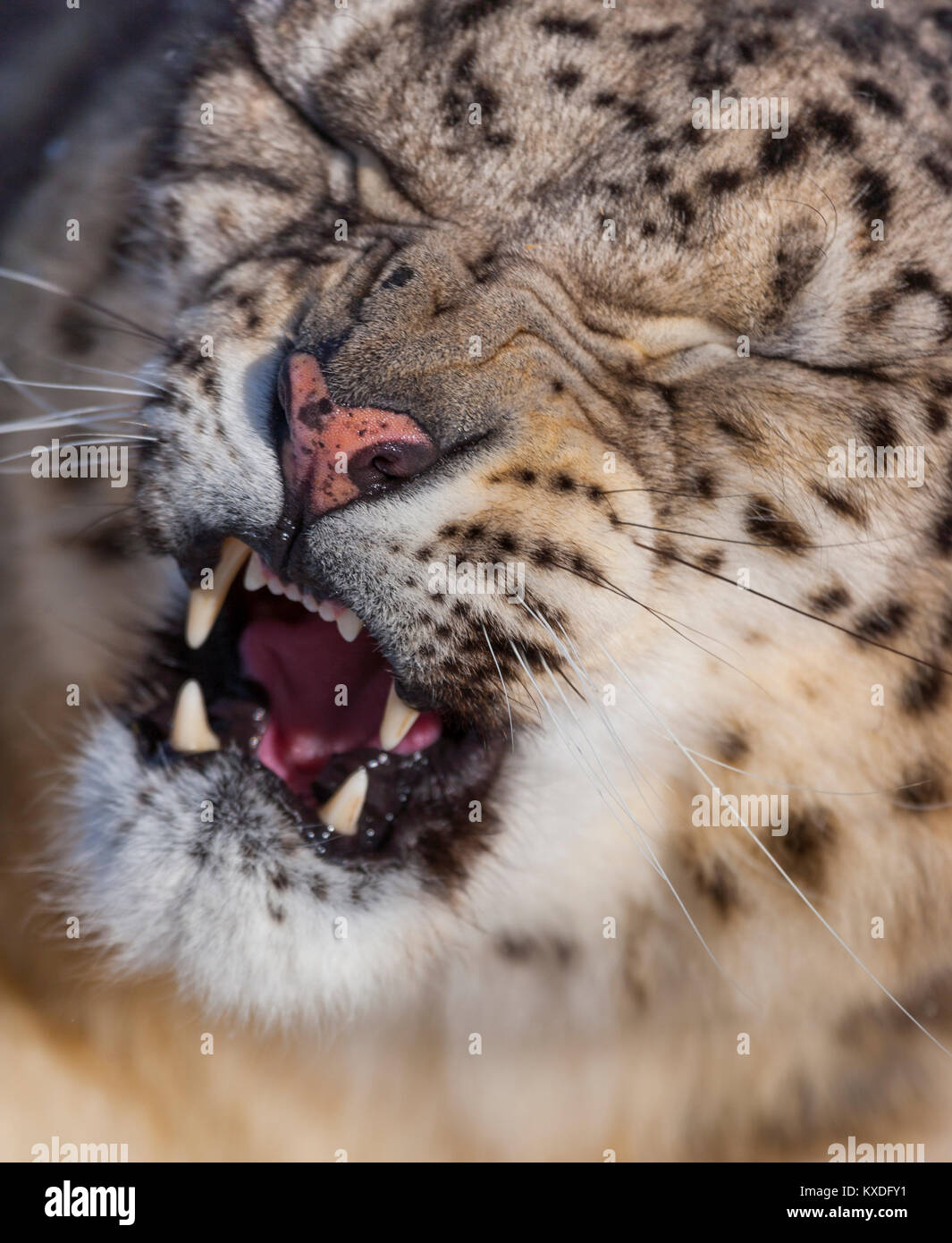 Snow leopard (Panthera uncia Stock Photo - Alamy