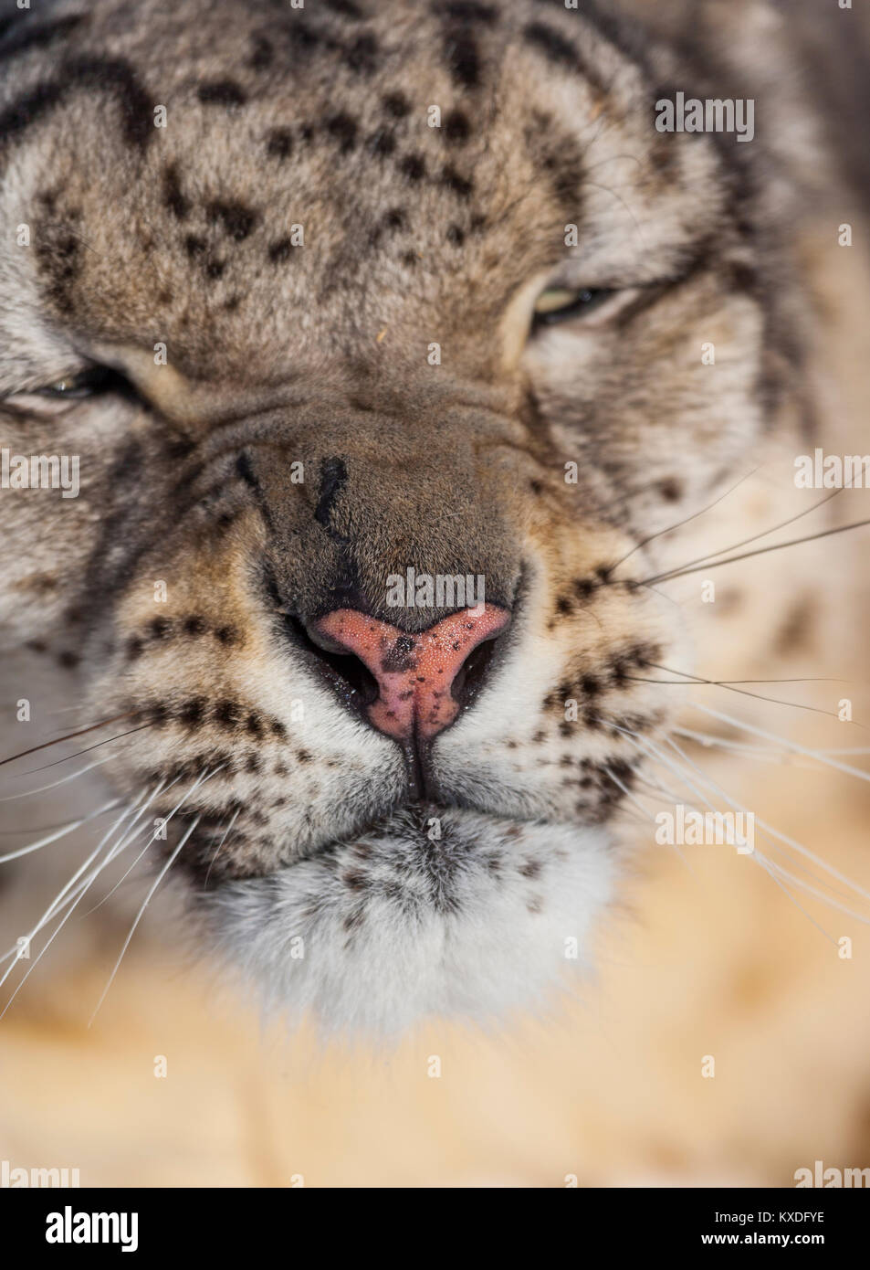 Snow leopard (Panthera uncia Stock Photo - Alamy